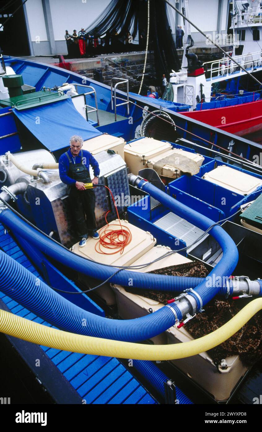 Unloading fish from boat at port with a suction pump. Getaria. Spain ...