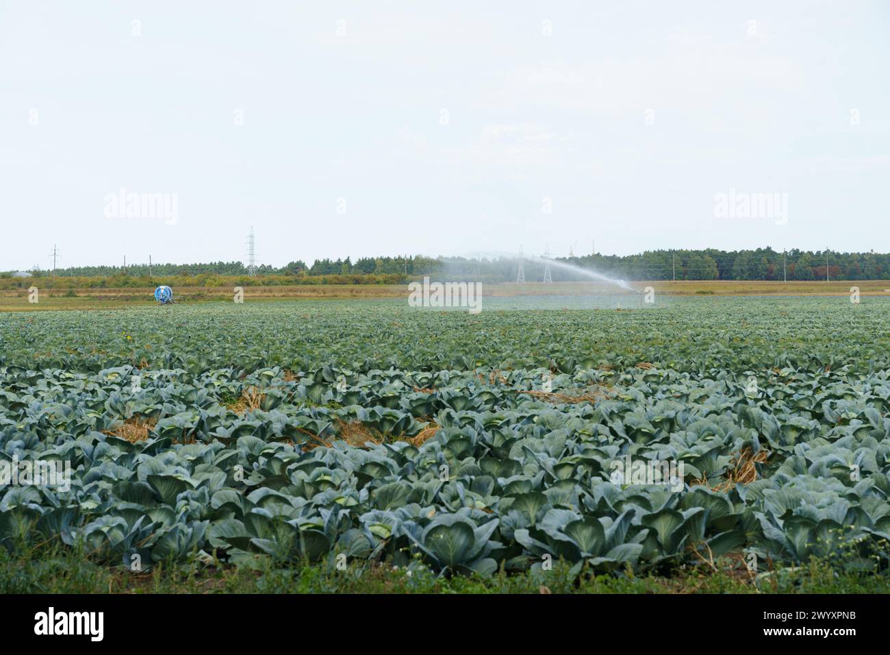 An irrigation system waters a large field of cabbage, ensuring the ...