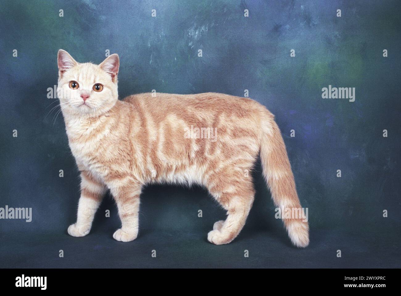 Cream tabby hi-res stock photography and images - Alamy