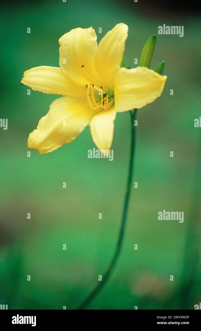 Lilies lilium sp hi-res stock photography and images - Alamy