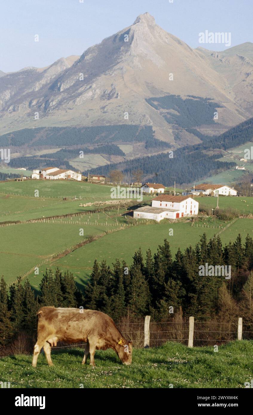 Caserios (country houses) and cattle. Mount Txindoki in background ...