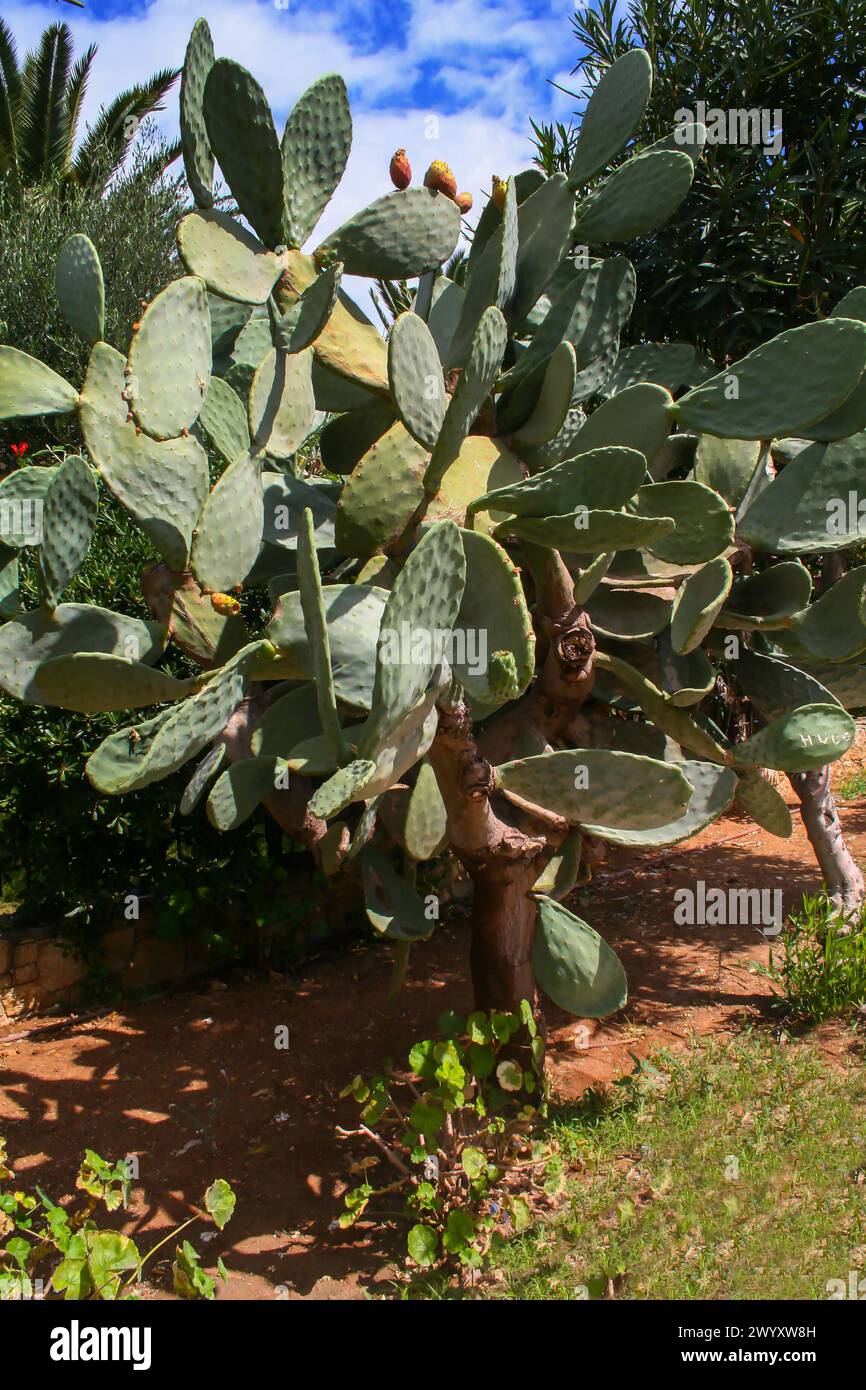 Vegetation in Greece, flowering cacti in a natural environment, sunny ...