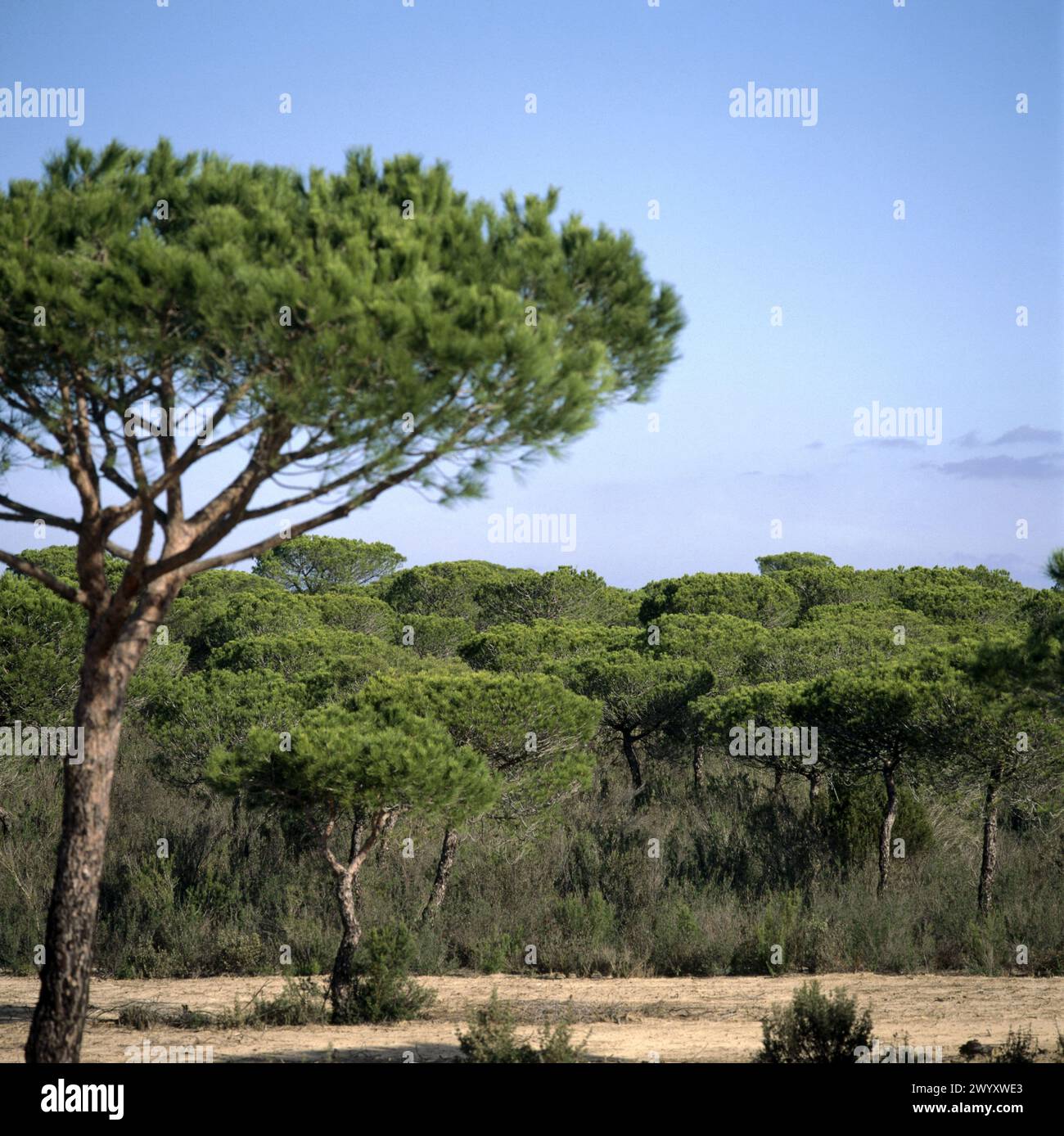 Stone pine (Pinus pinea) forest, Doñana National Park. Huelva province ...