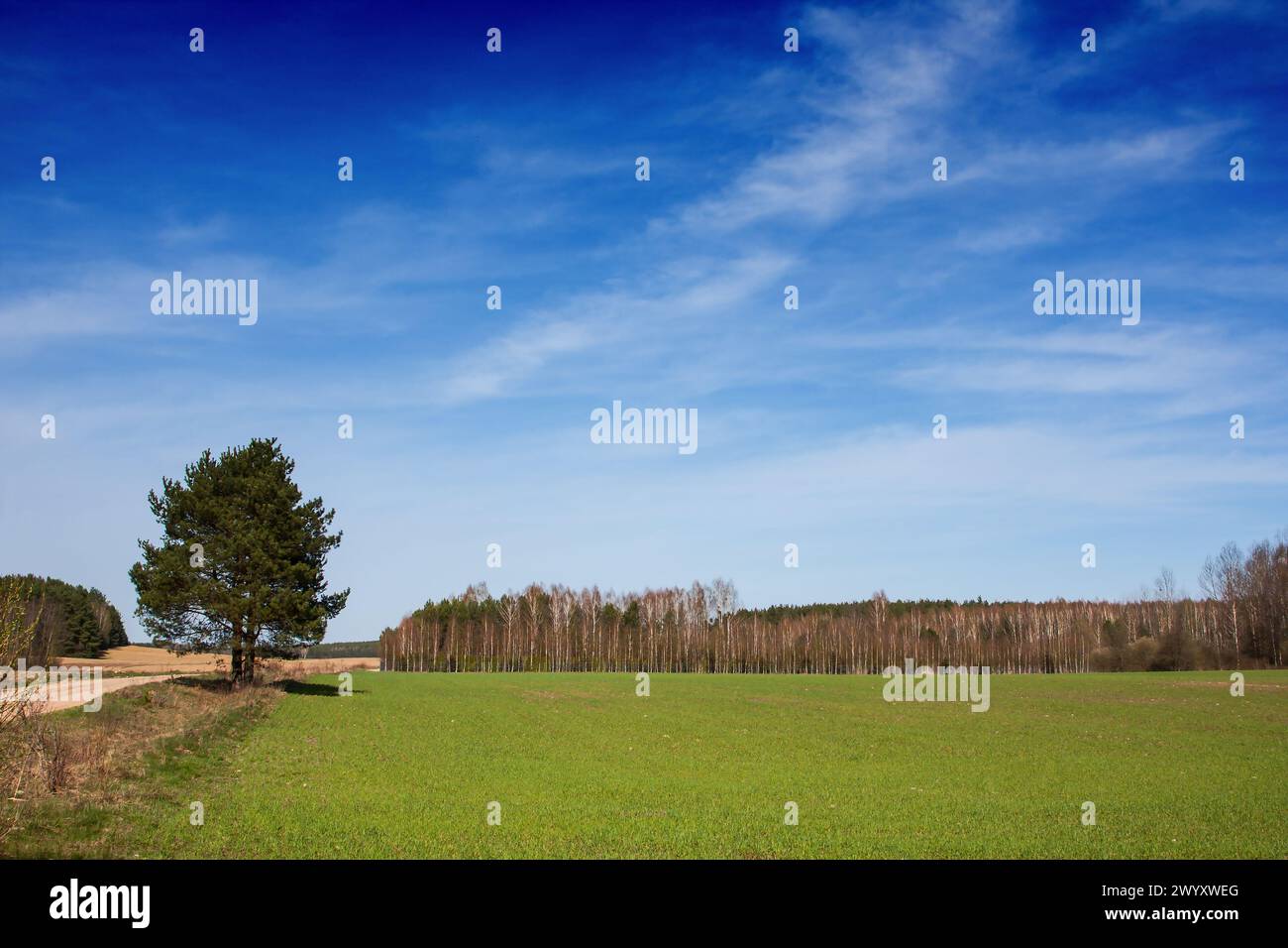 Rural picturesque landscape, a dirty sandy road and arable fields in ...