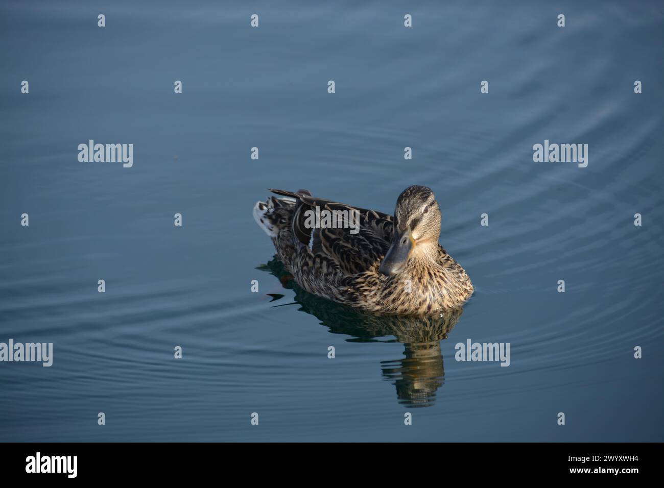 Pato libre hi-res stock photography and images - Alamy