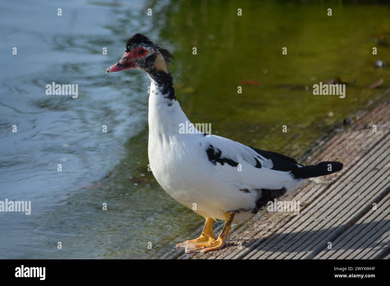 Pato blanco y negro con la cara roja Stock Photo - Alamy