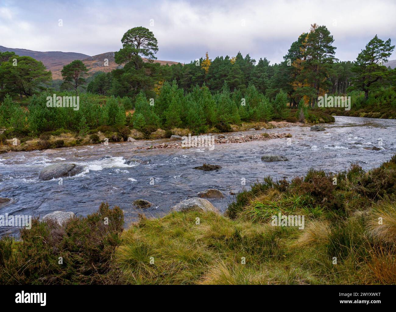 The banks of Lui Water; a tributary of the River Dee in the Cairngorms ...