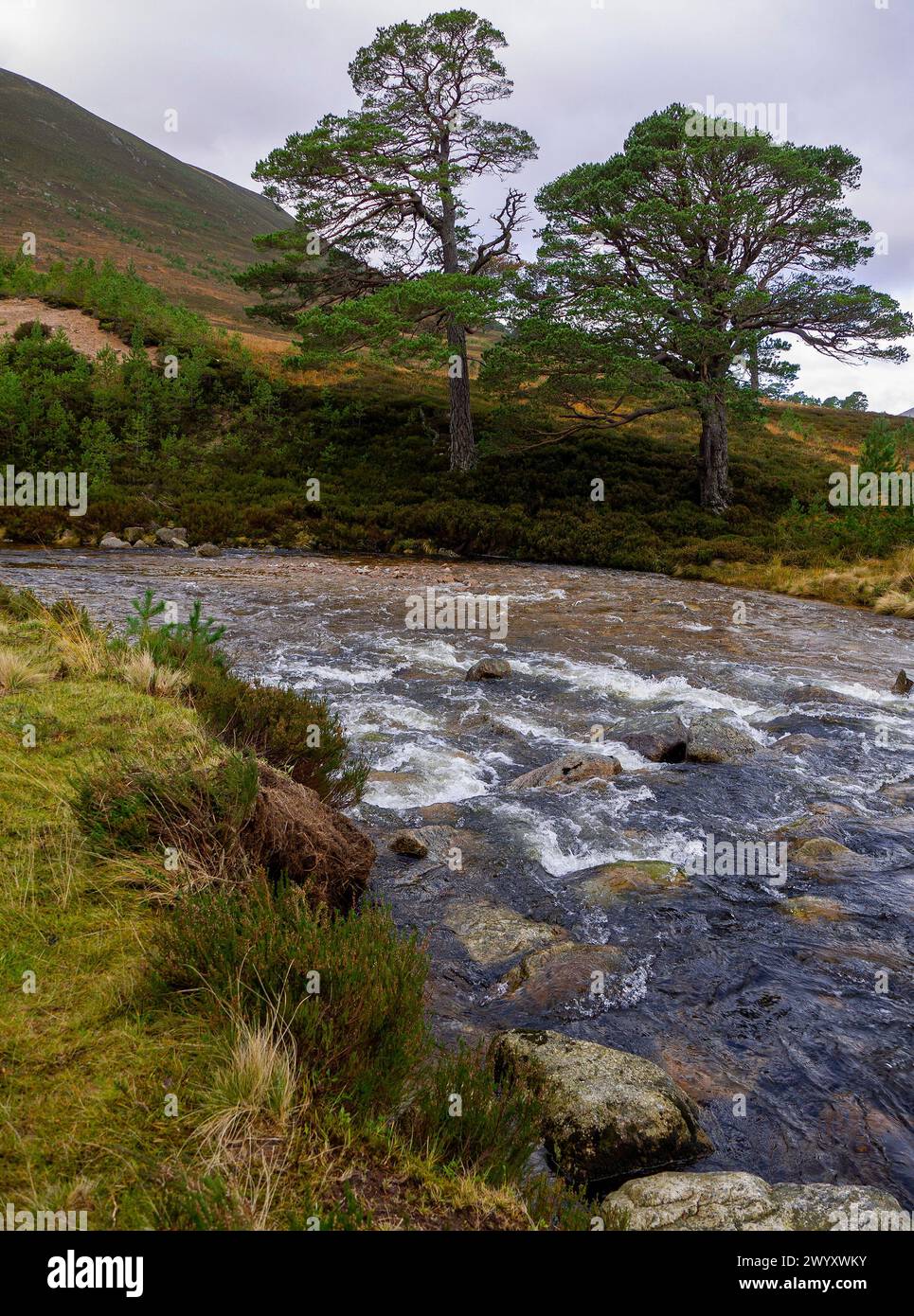 Fast flowing water of the Lui River on a hiking trail in the Cairngorms ...