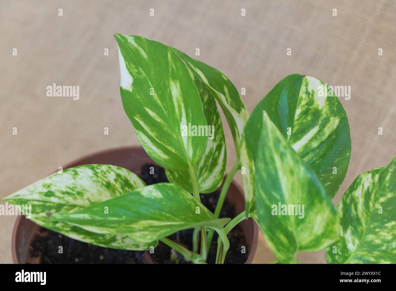 Photo of a variegated pothos plant, with leaves showing white and green ...