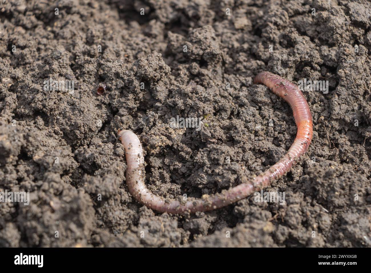 Worm in the soil, closeup of earthworms on top view in a garden ...