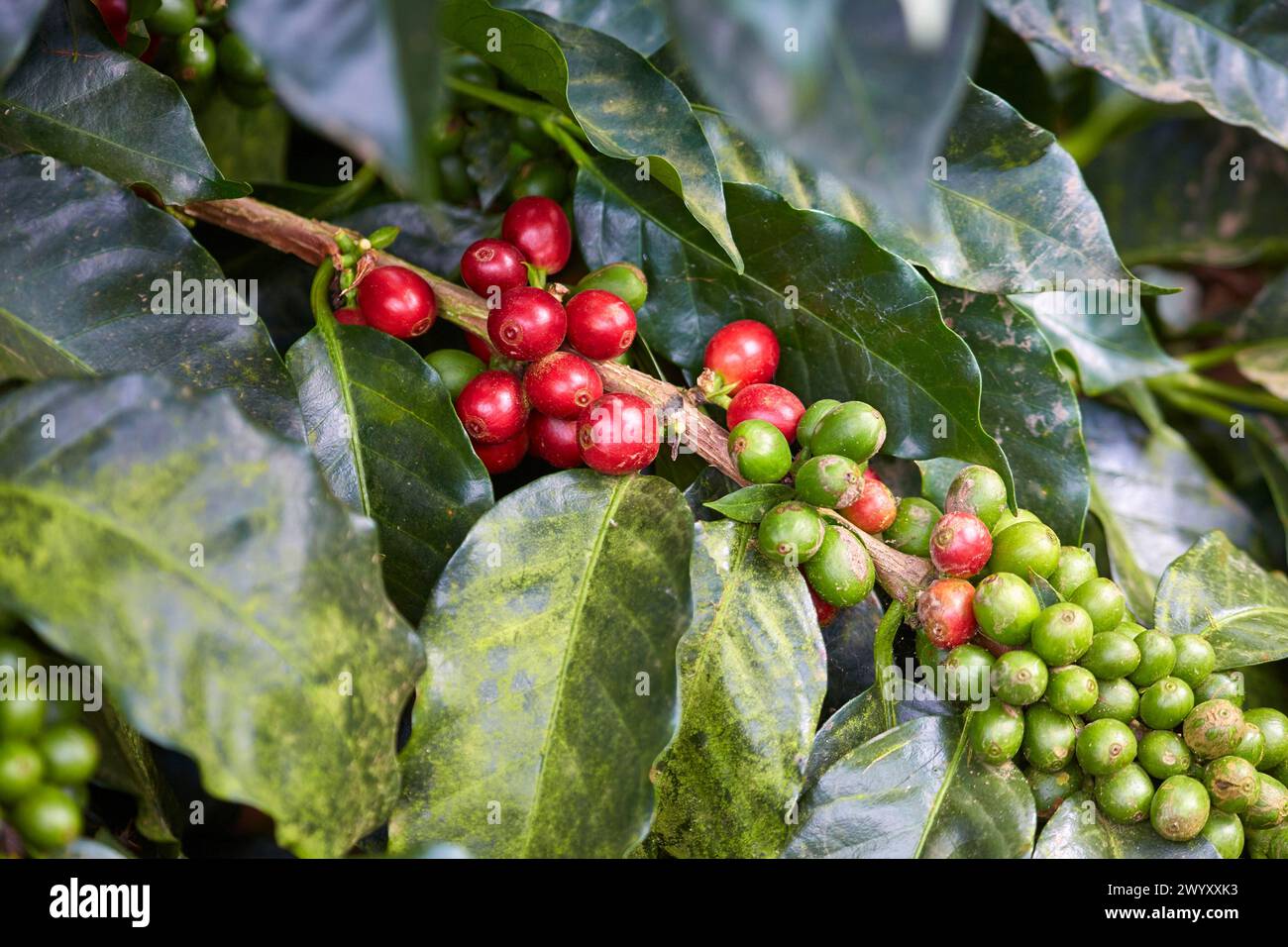 Hacienda San Alberto, Cafetal, Coffee plantations, Coffee Cultural ...