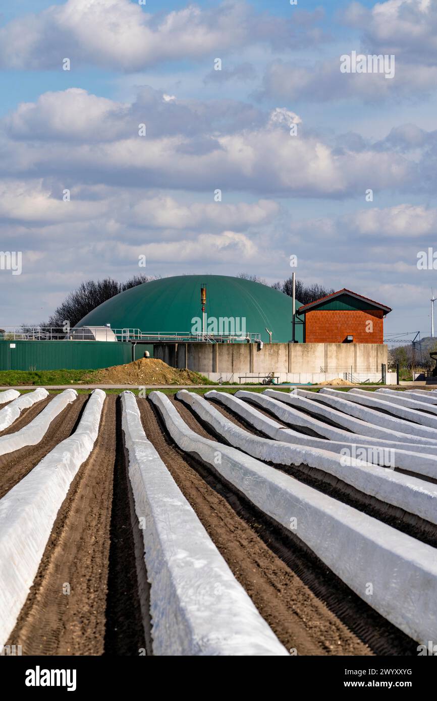 Asparagus fields, asparagus stems under foil, for faster growth, biogas ...