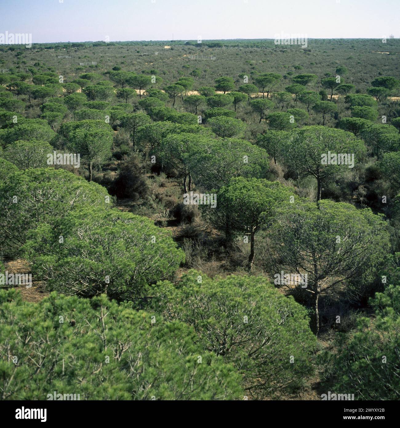 árbol pinus pinea hi-res stock photography and images - Alamy