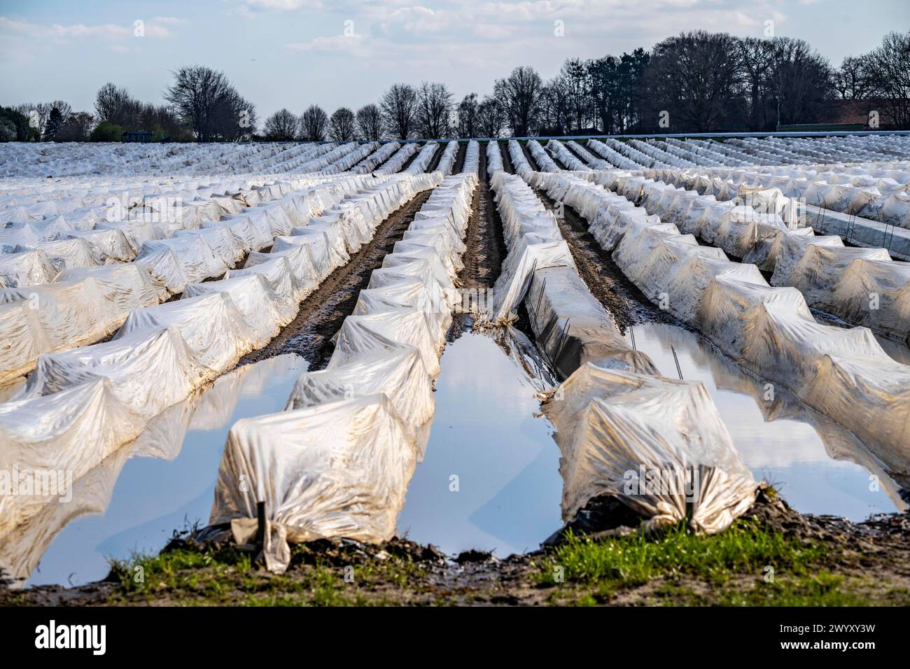 Wet asparagus fields, asparagus stems under foil, for faster growth ...