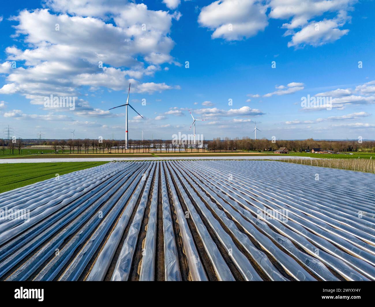 Asparagus fields, asparagus stems under foil, for faster growth, in the ...