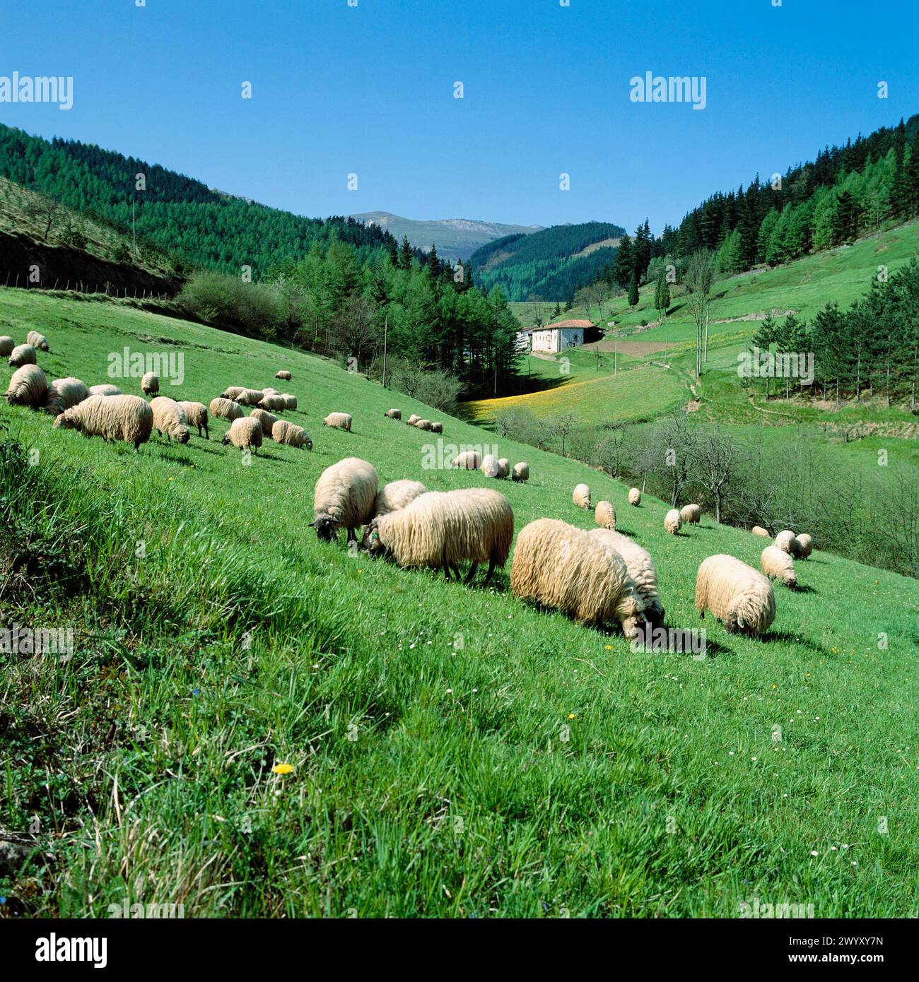 Sheep, Brincola, Legazpi, Guipúzcoa, Basque Country, Spain Stock Photo ...
