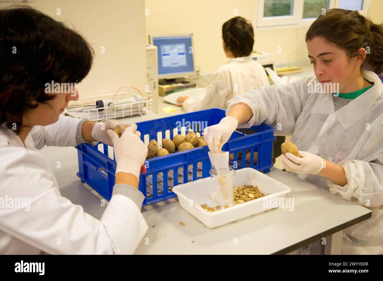 Extraction Of Samples And Bacteria Detection In Potatoes Plant Health Laboratory Neiker