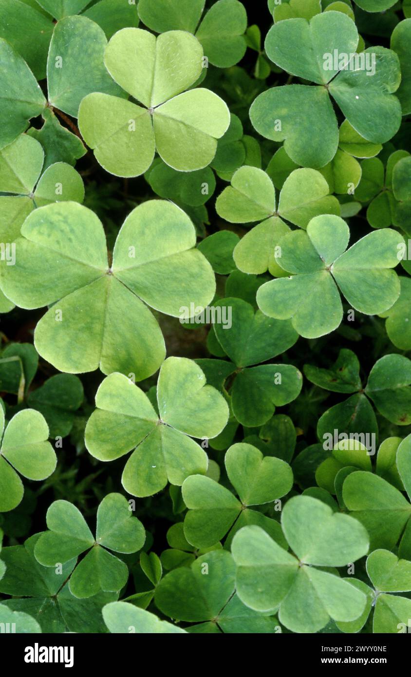 Planta oxalis hi-res stock photography and images - Alamy