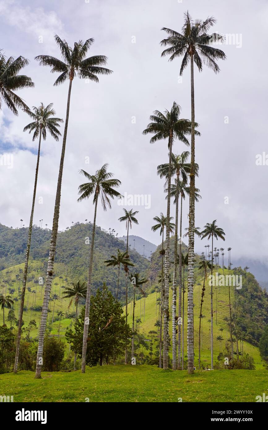Palma de Cera del Quindío (Ceroxylon quindiuense), Valle del Cocora ...