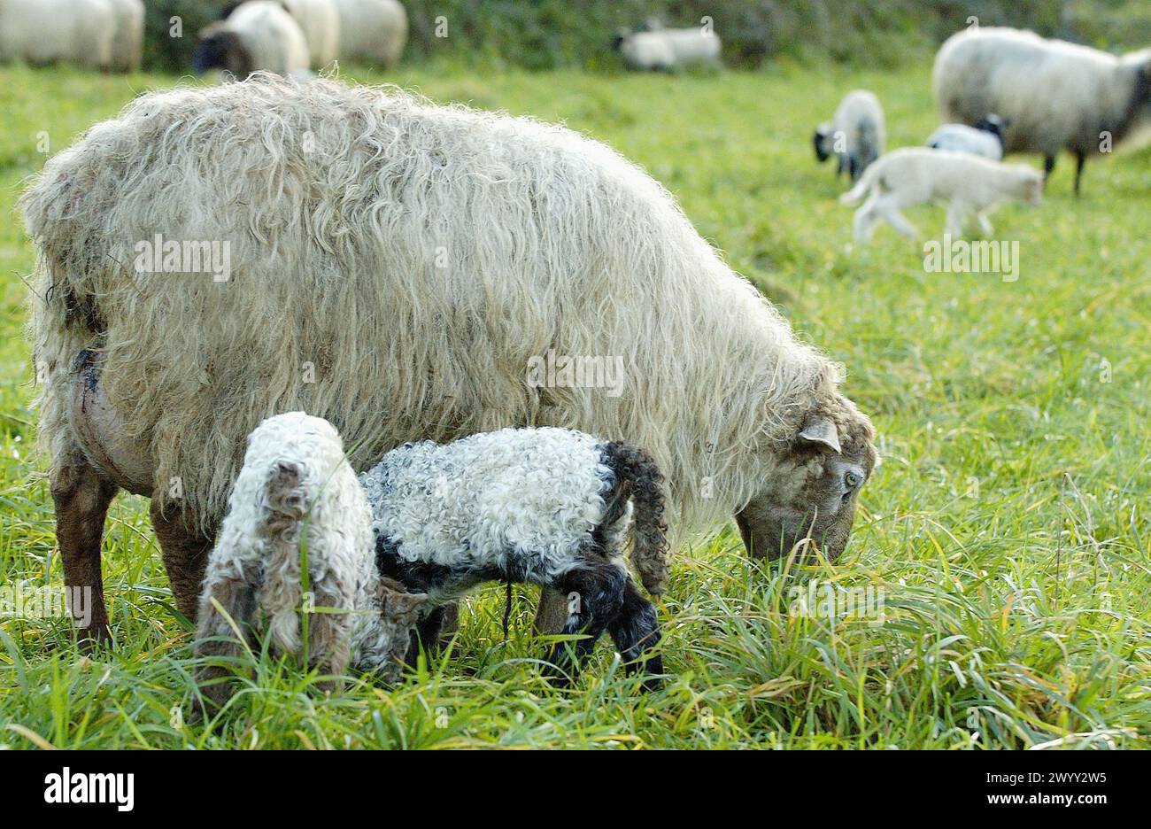 Latza sheep hi-res stock photography and images - Alamy