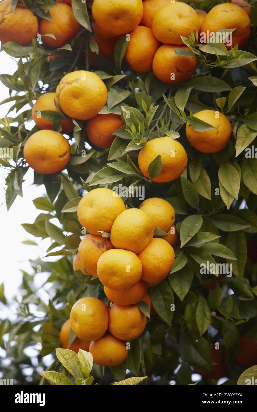 Oranges. Valencia, Comunidad Valenciana, Spain Stock Photo - Alamy