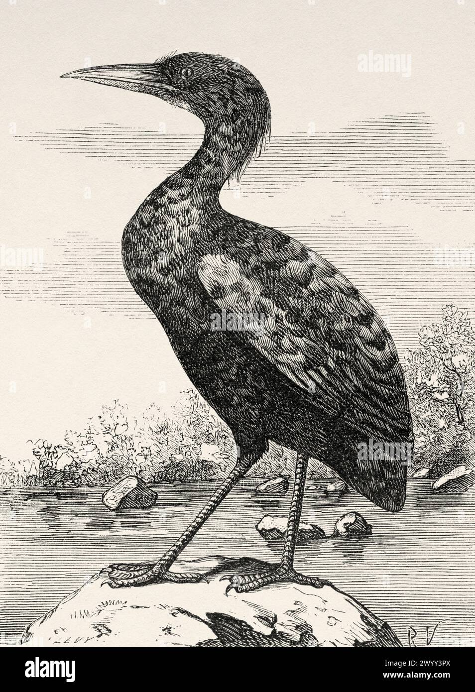 The pinnated bittern (Botaurus pinnatus) also known as the South ...