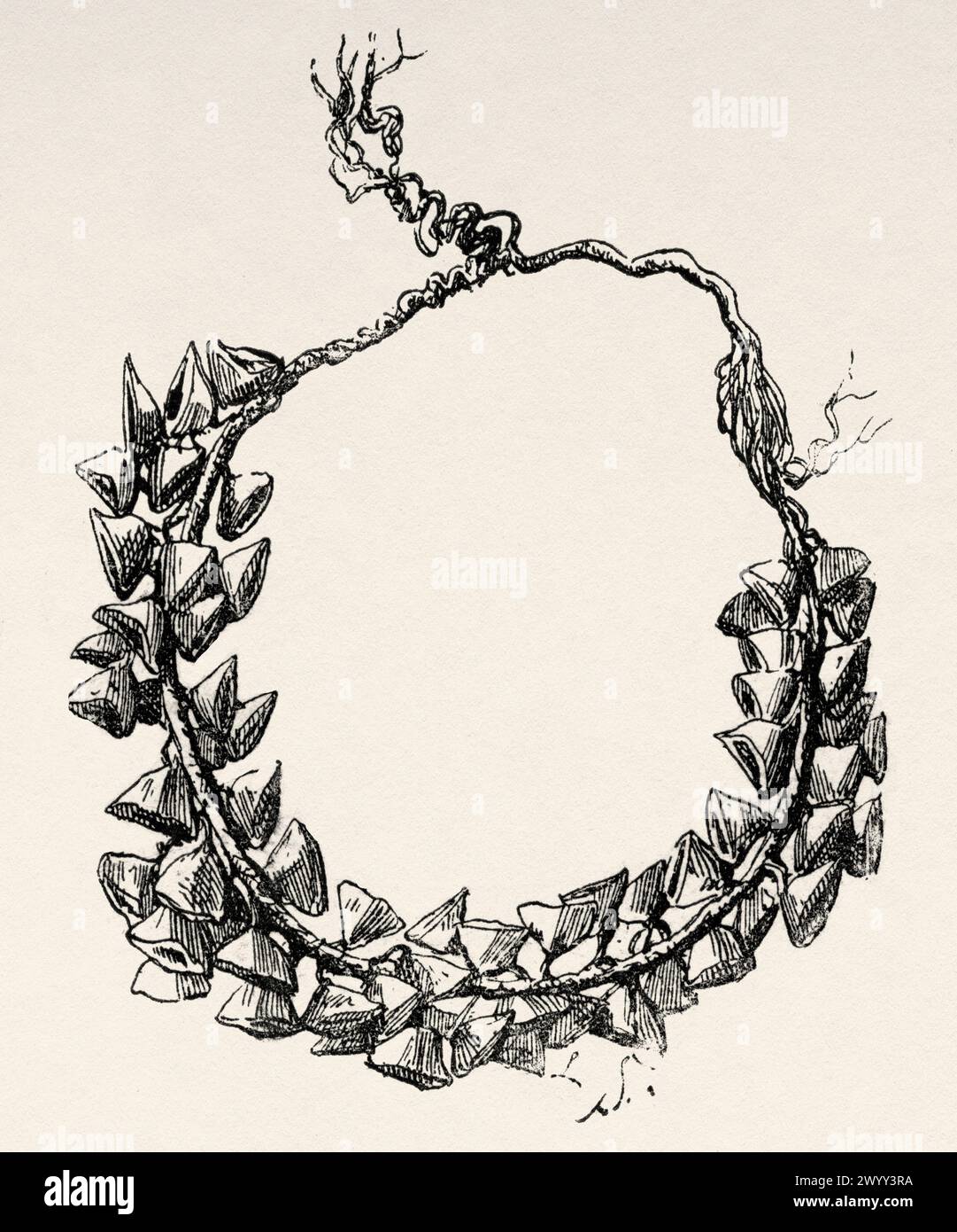 Traditional Garter of the Wayana Indians tribe, French Guiana, South ...