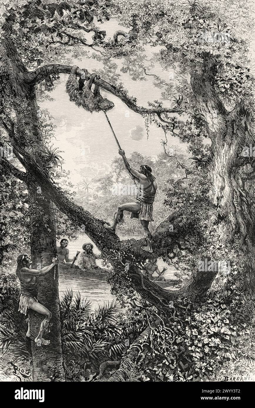 Native Indians capturing a tree sloth on the Oyapock or Oiapoque River ...