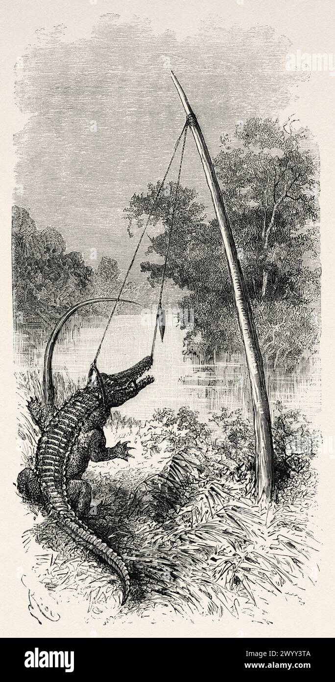 An alligator trap on the Oyapock or Oiapoque River, which forms the ...