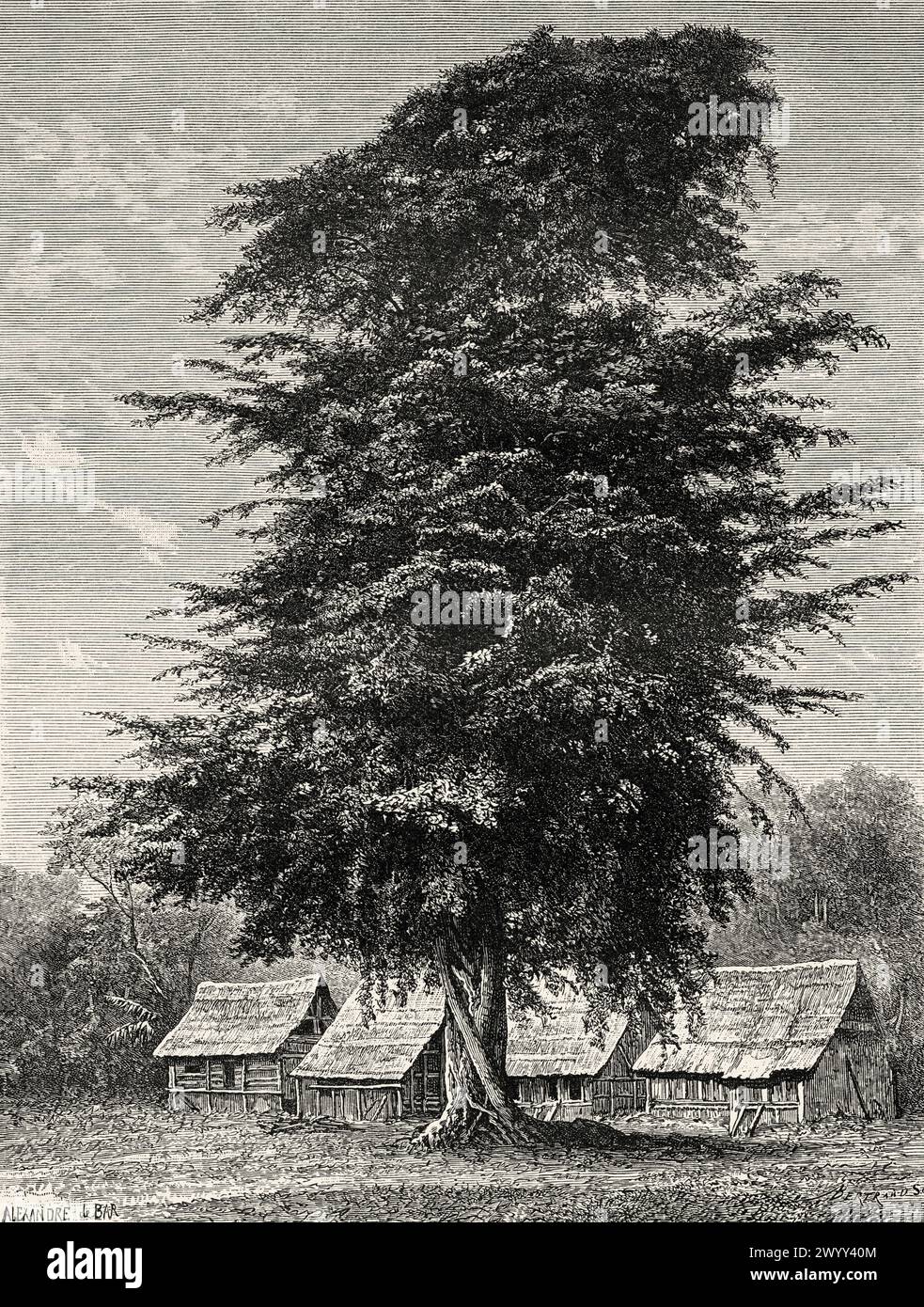 1800s giant tree hi-res stock photography and images - Alamy