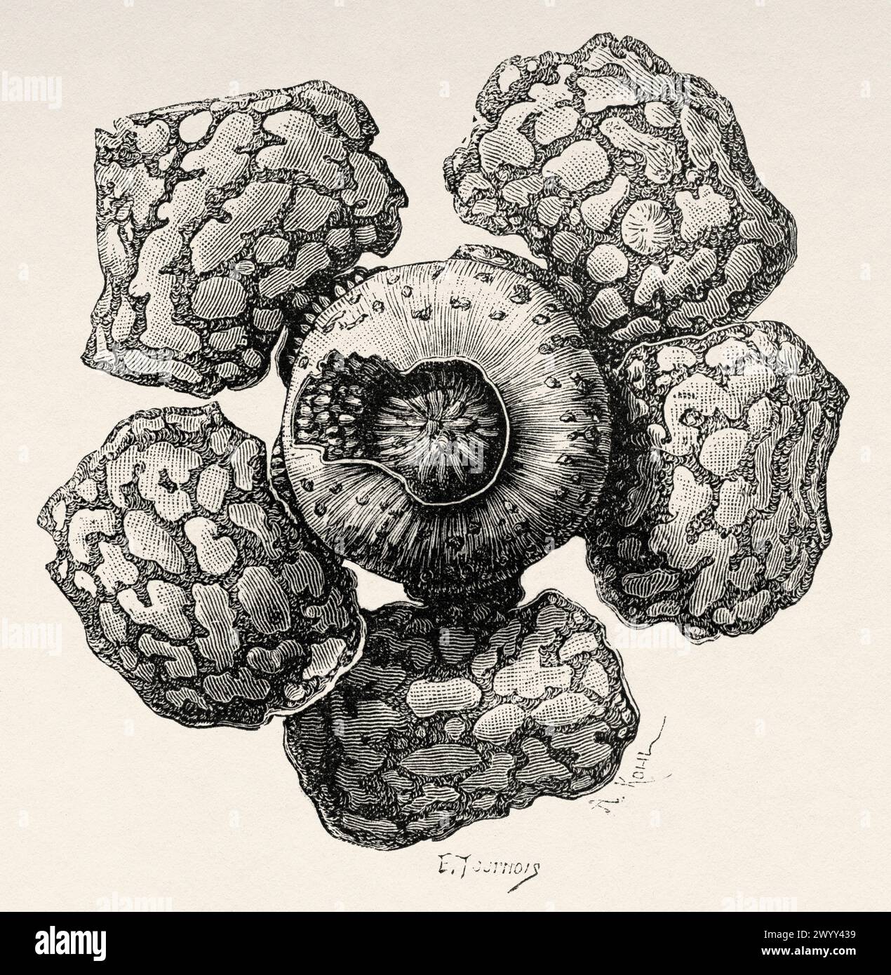 Dutch colonial botany hi-res stock photography and images - Alamy