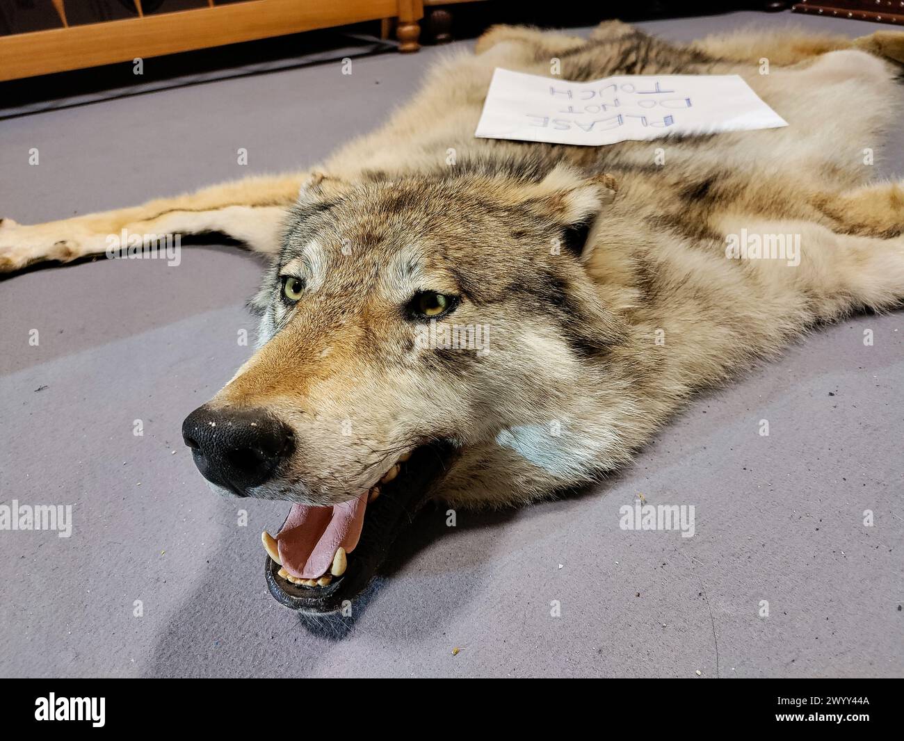 Killed wolf pelt on floor of luxurious villa, stuffed wolf with open mouth and big teeth Stock ...