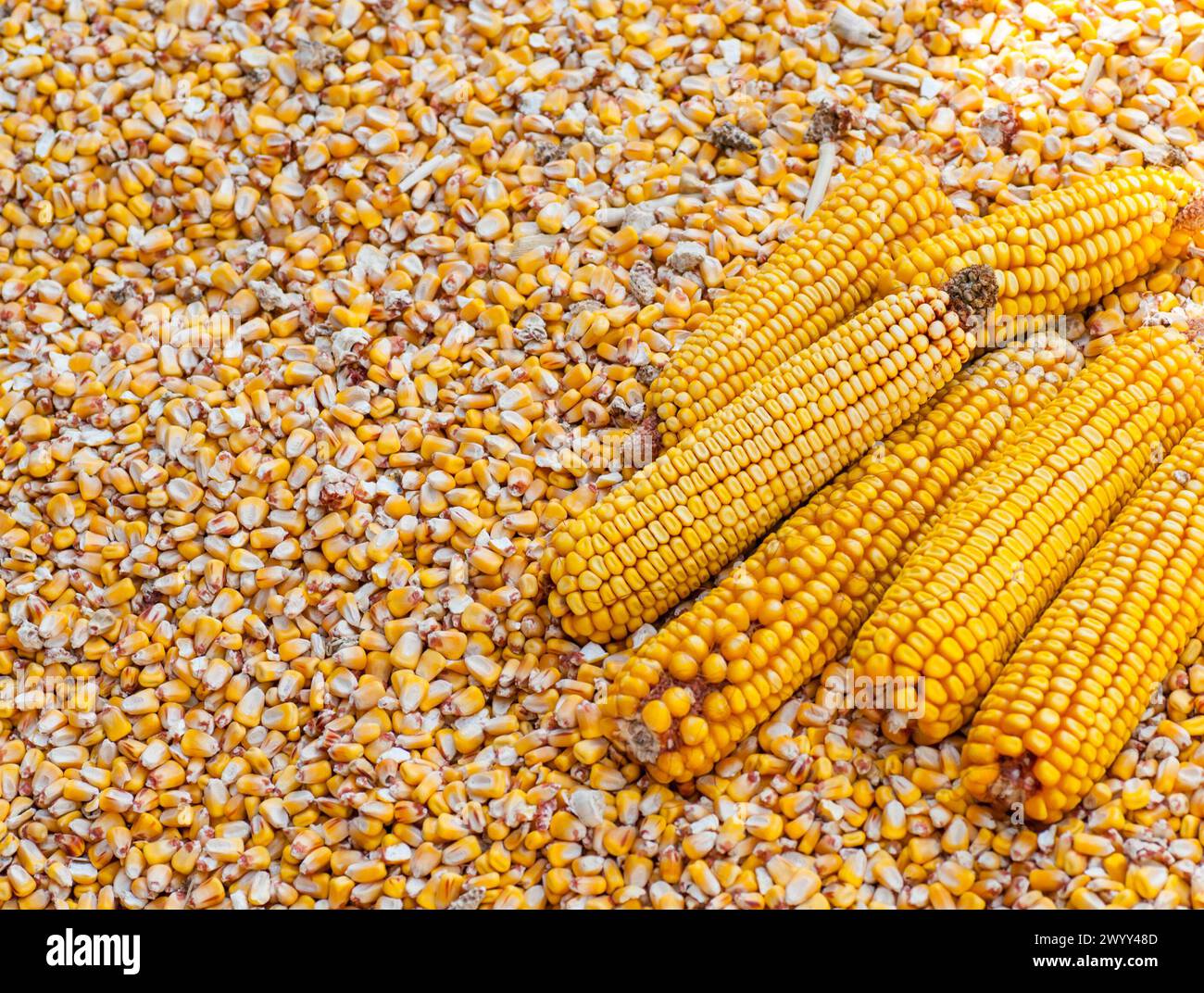 corn grains heap freshly harvested Stock Photo - Alamy