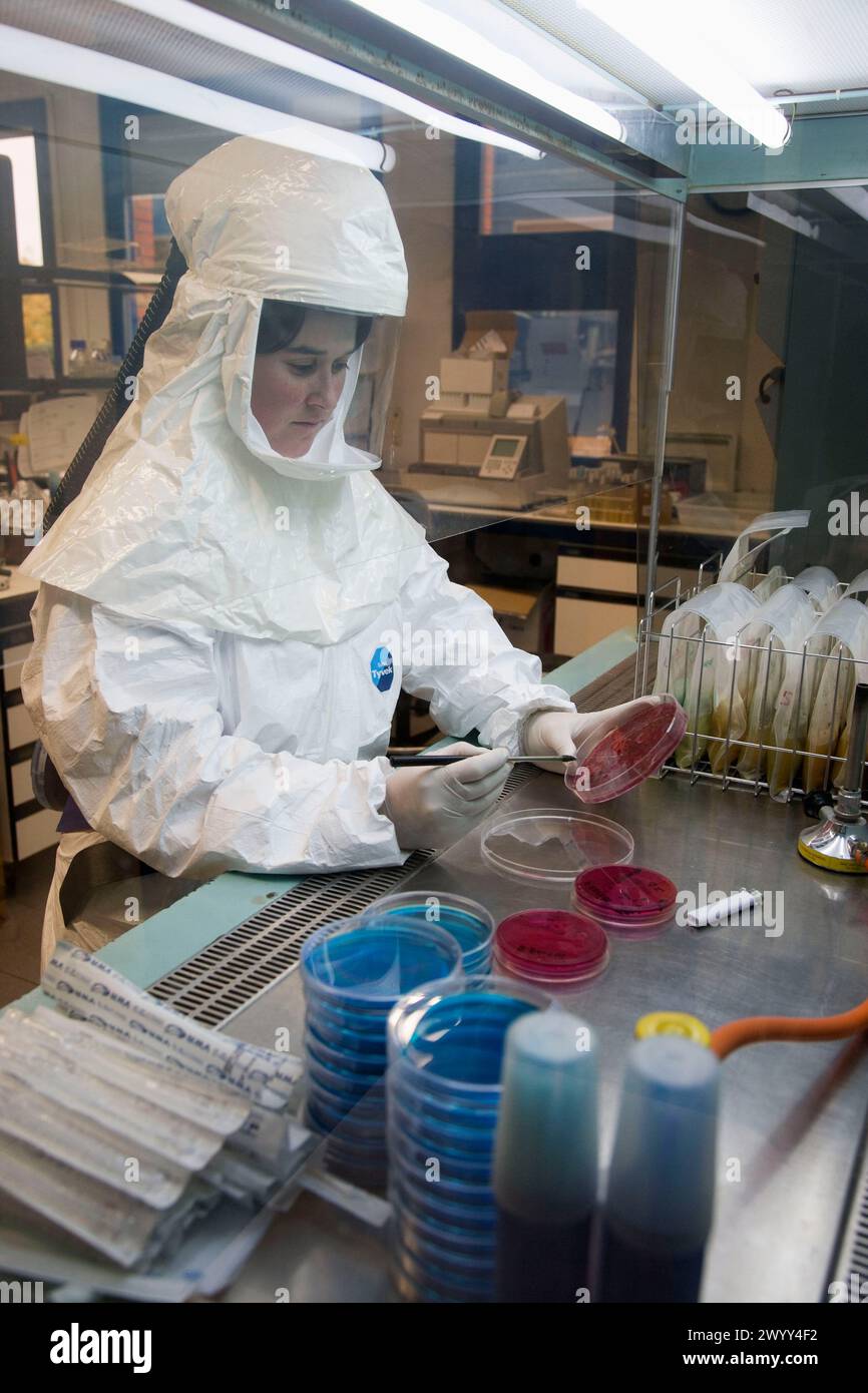 Microbiological culture, working in laminar flow cabinet using ...