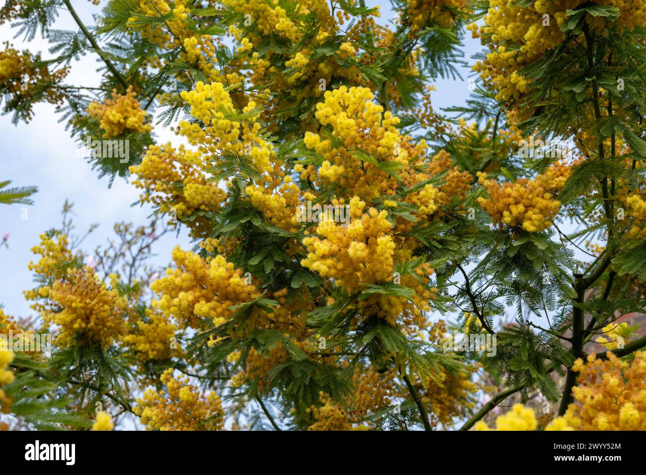 Acacia Plant Family
