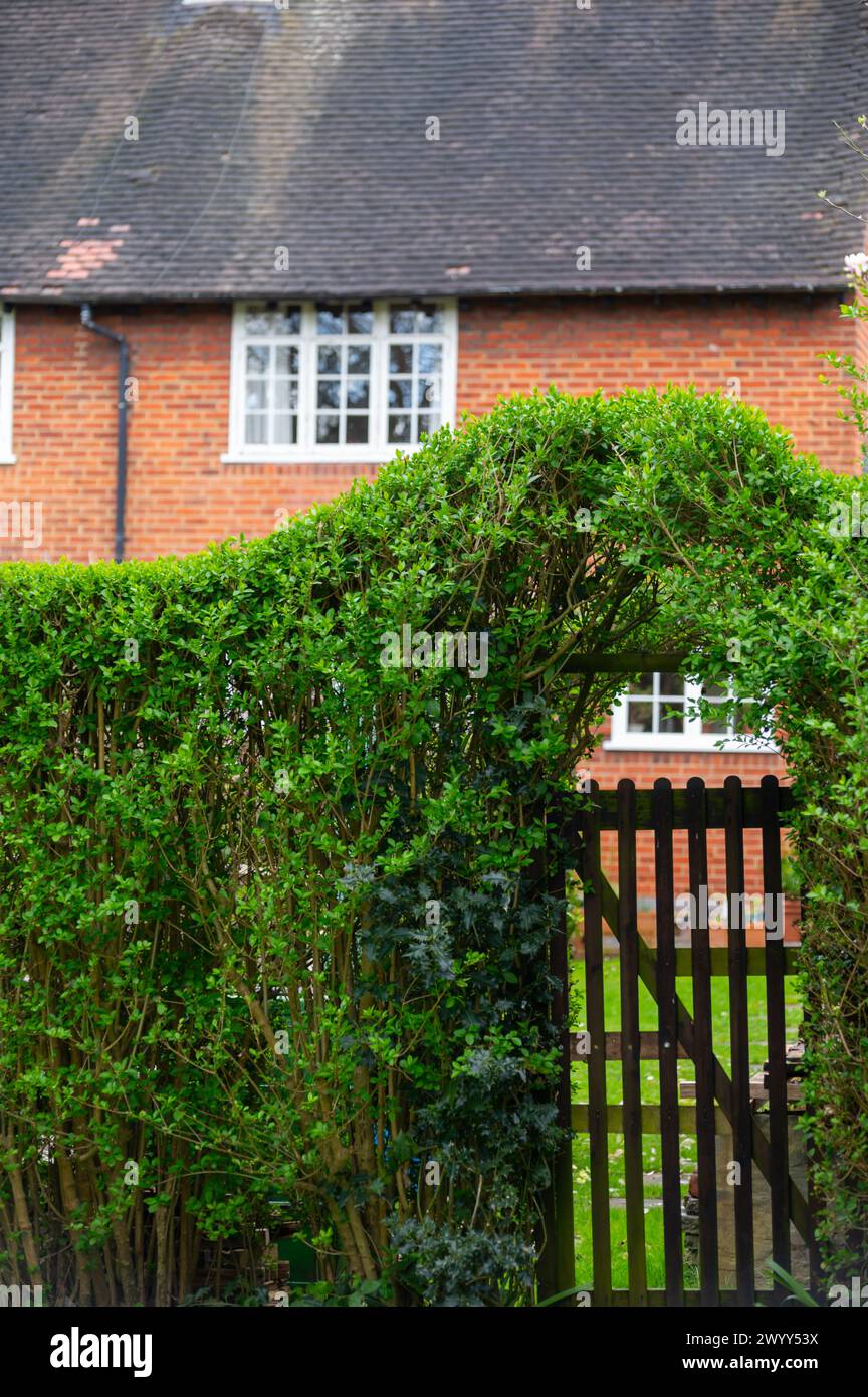 Wicket gate to garden and green hedge with arch, garden design in ...