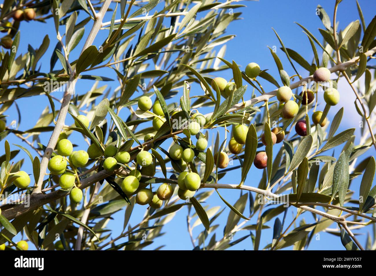 Olive tree, Milagro, Navarre, Spain Stock Photo - Alamy