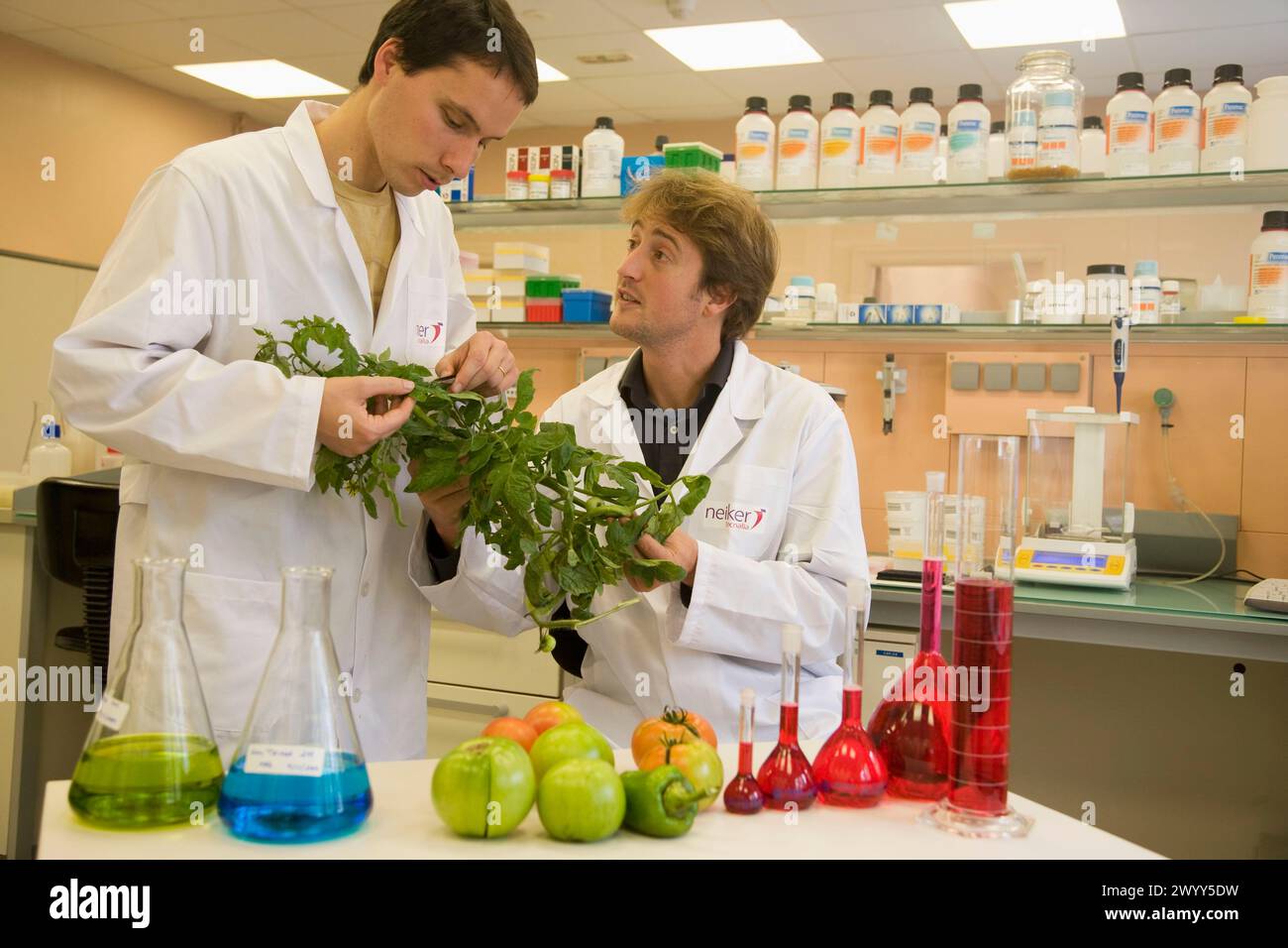 Observation of tomato plant pathogens, Laboratory of Horticulture ...