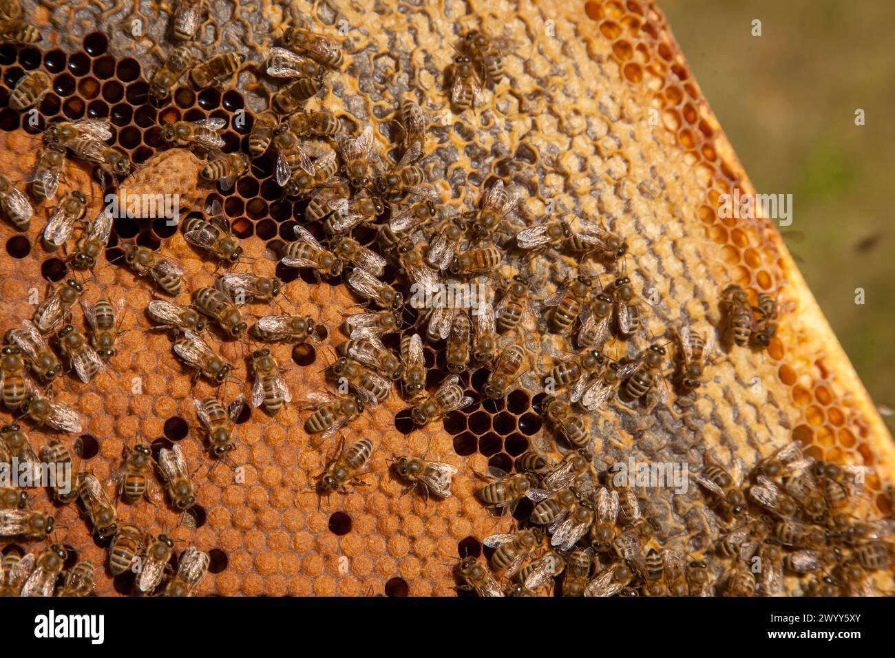 Frames of a beehive. Close up view of big cell with young bee queen ...