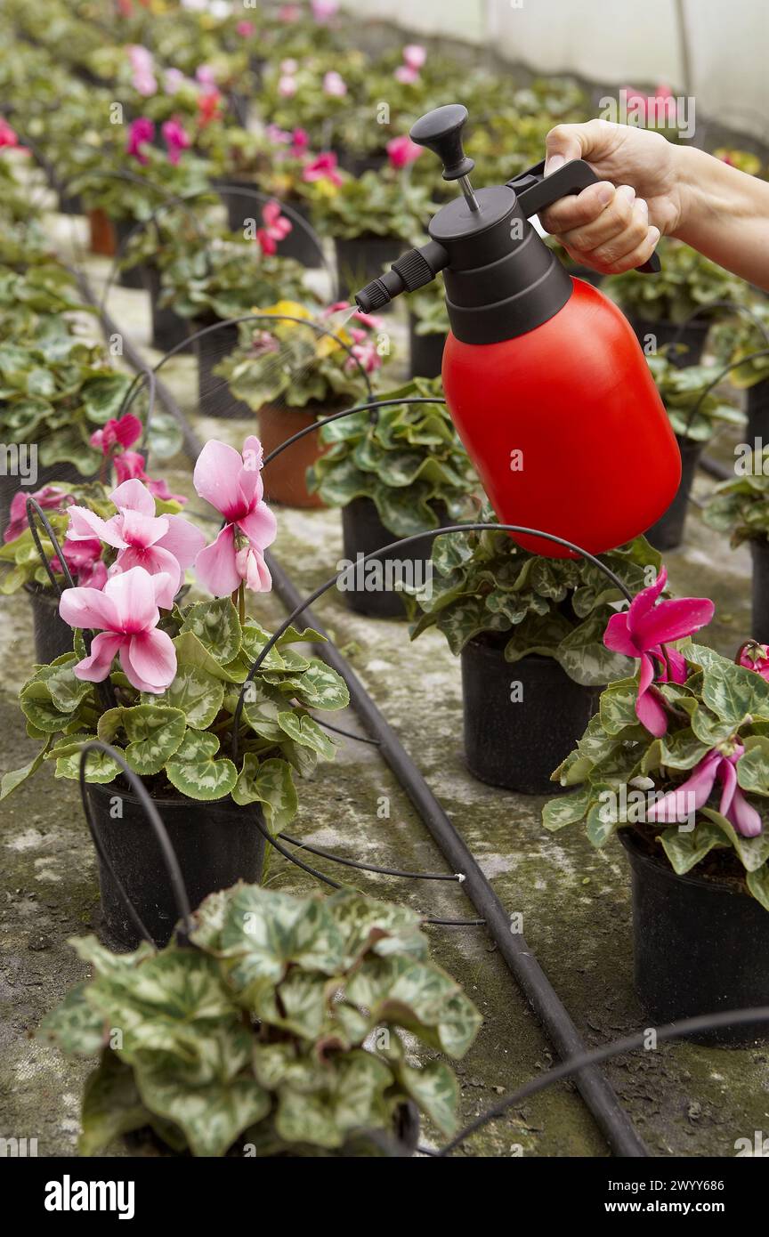 Spraying flowers in greenhouse Stock Photo - Alamy