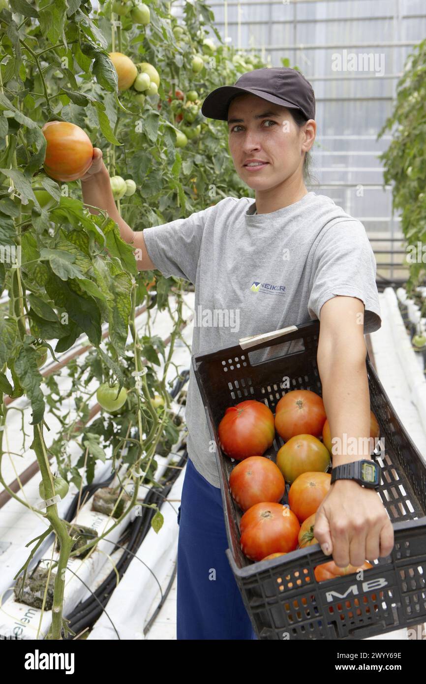 Harvesting tomatoes, soiless culture of tomatoes on cocoa fiber growing ...
