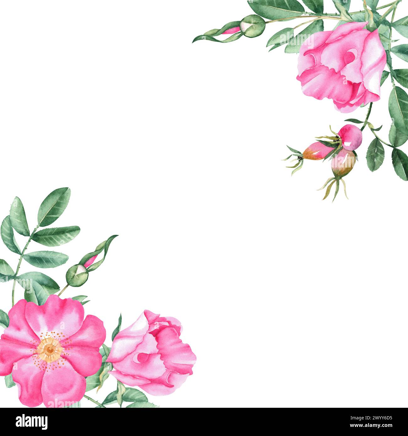 Rose corner border hi-res stock photography and images - Alamy