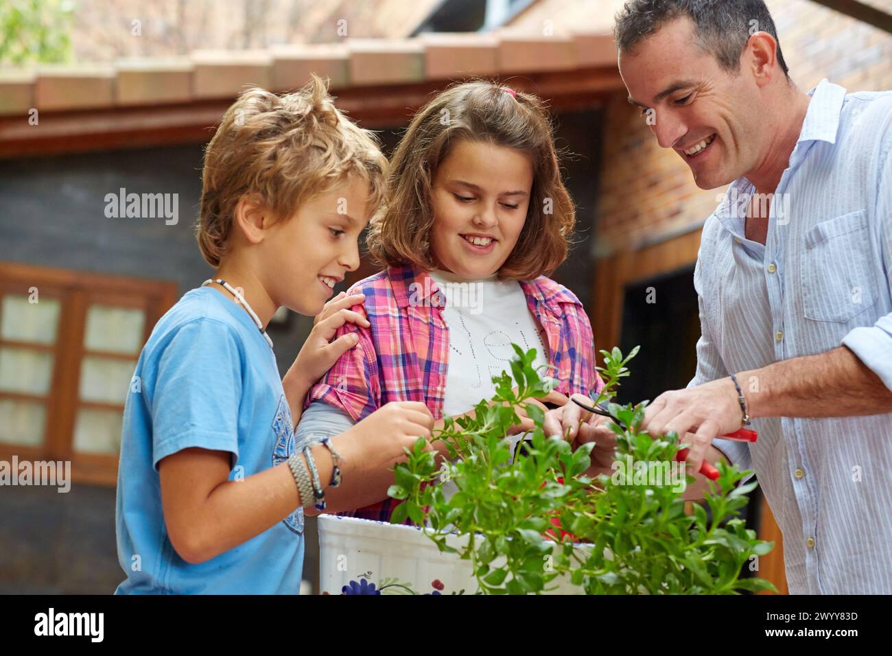 Father and sons pruning a plant. Pot. Diy home Stock Photo - Alamy