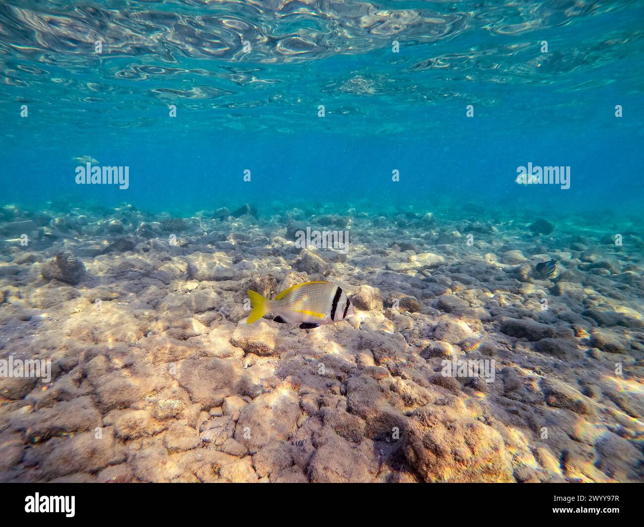 Doublebar bream known as acanthopagrus bifasciatus underwater at the ...