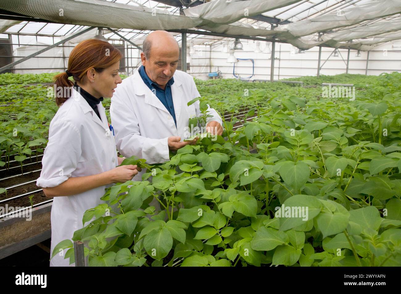 Planta de laboratorio hi-res stock photography and images - Alamy