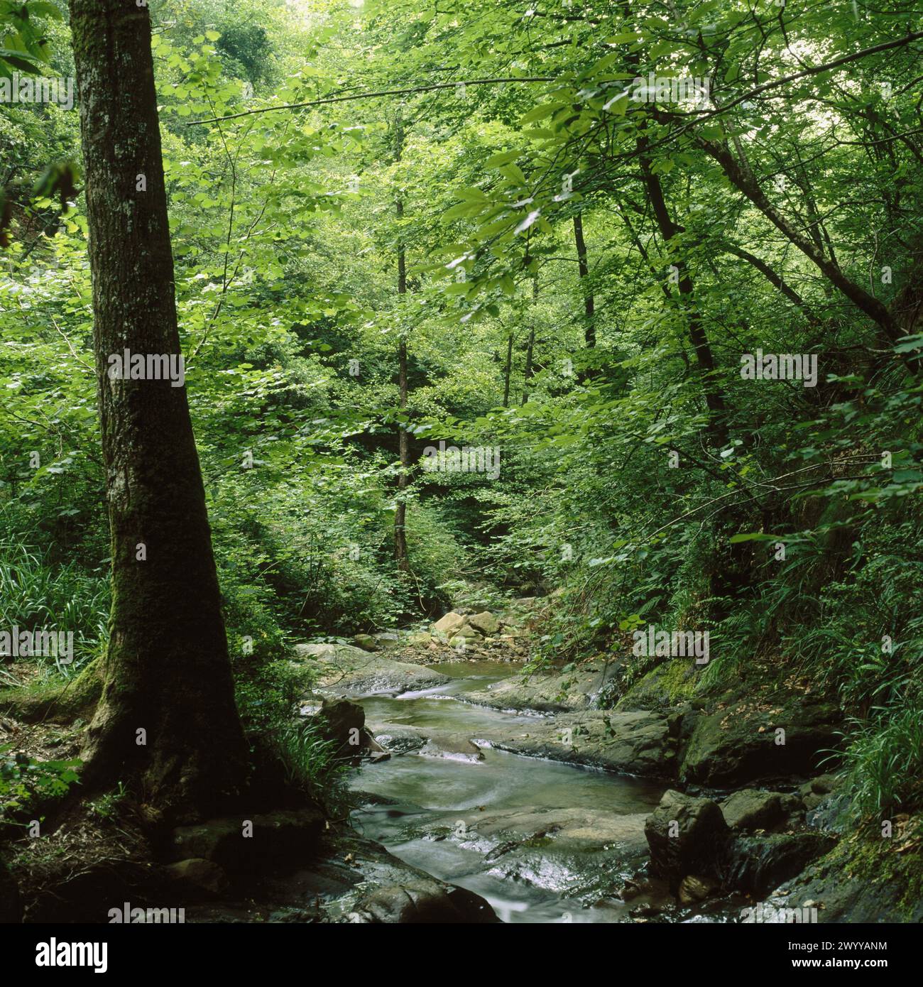 Urola river hi-res stock photography and images - Alamy