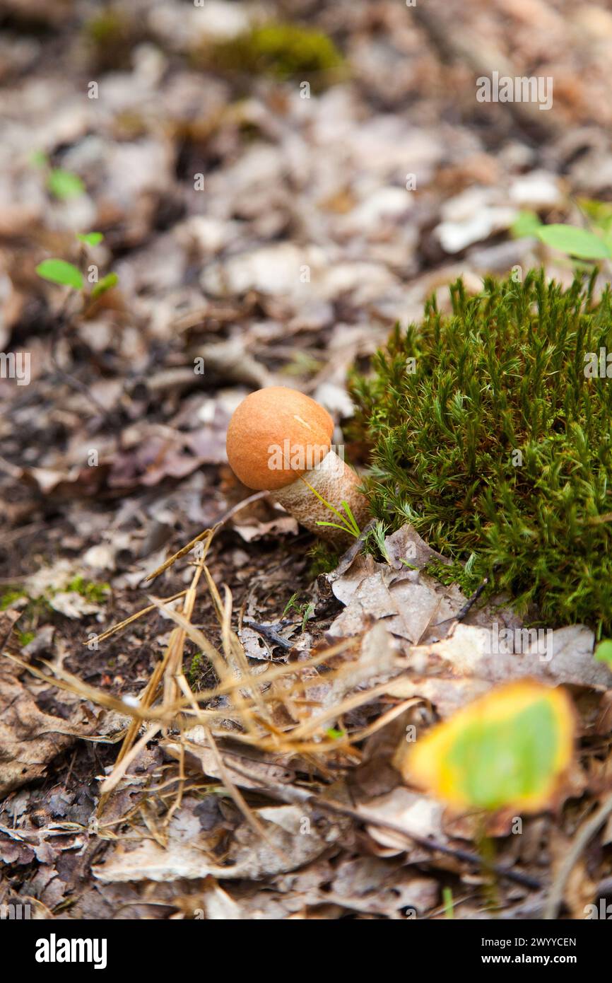 Orange cap boletus. Crop of forest edible mushrooms. A young boletus ...