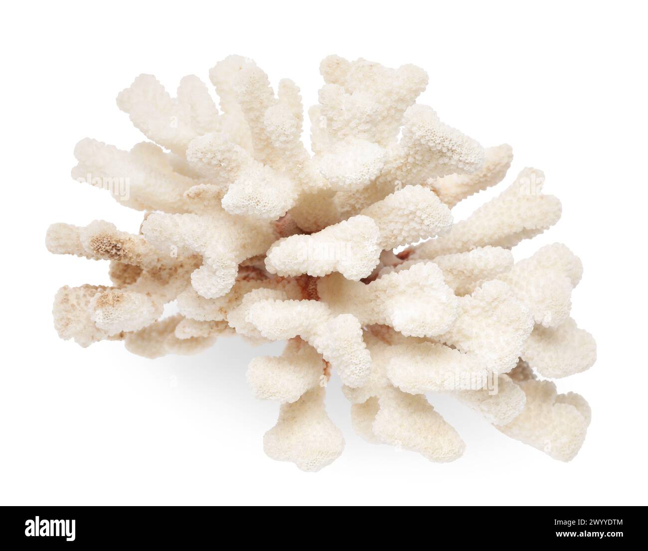 Beautiful exotic sea coral isolated on white, top view Stock Photo - Alamy