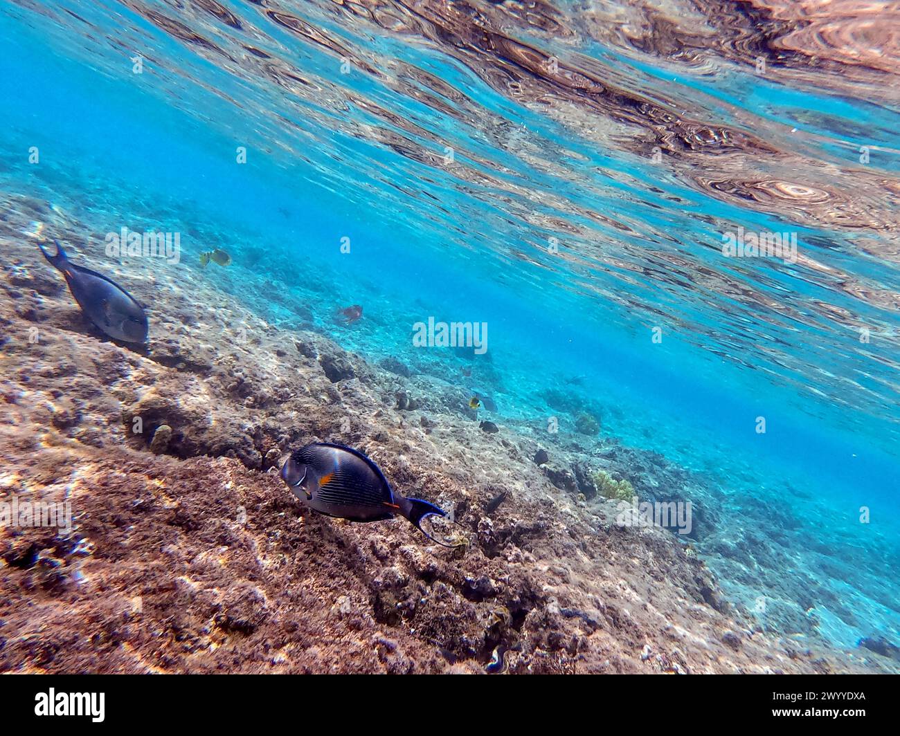 Colorful tropical fish Sohal Surgeon fish (Acanthurus Sohal) tang ...