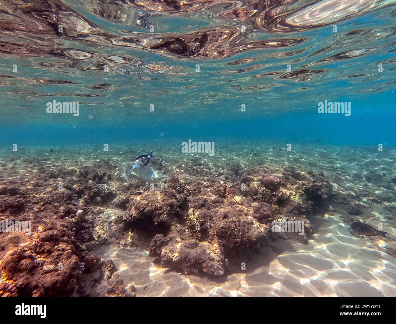 Tropical Naso annulatus fish known as Whitemargin Unicorn fish ...